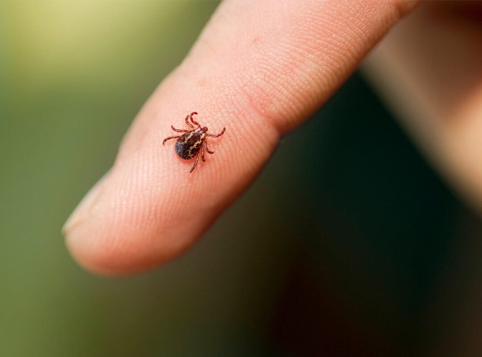 Embrace Nature’s Armor: Repelling Ticks Naturally - Acupuncture Center